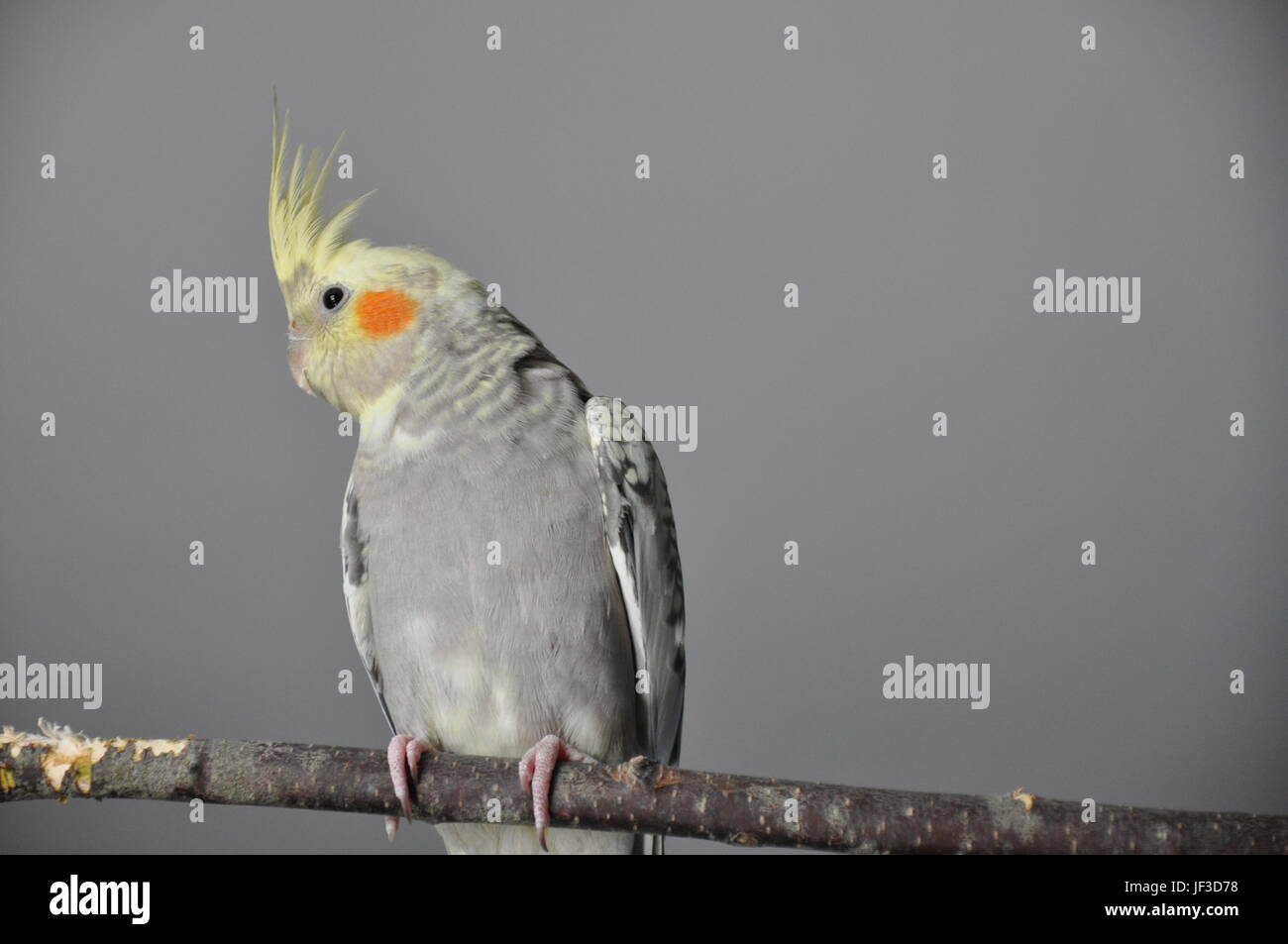 Sam the parrot Stock Photo - Alamy