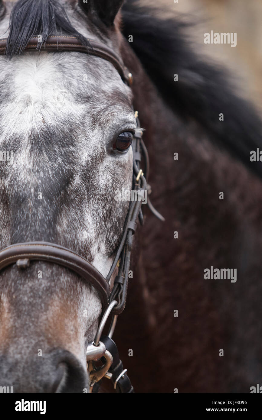 Race horse head detail ready to run. Paddock area. Vertical Stock Photo ...