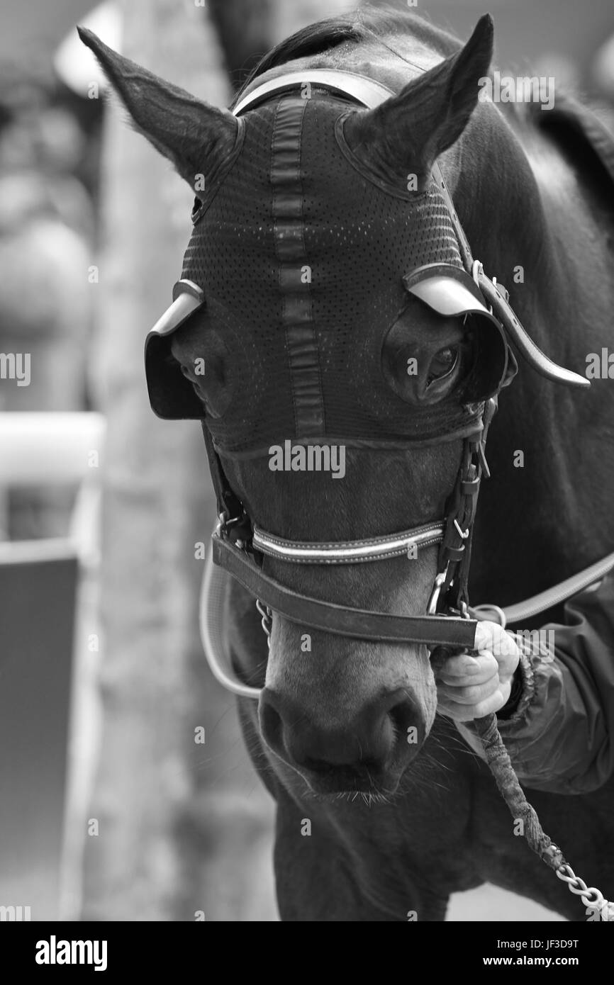 Race horse head detail ready to run. Paddock area. Vertical Stock Photo ...