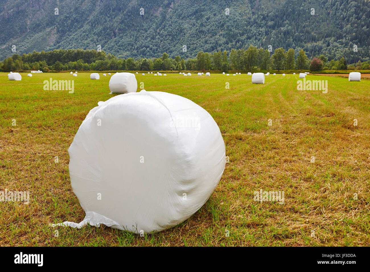 Packed fresh grass in the countryside. Norwegian landscape. Agriculture ...