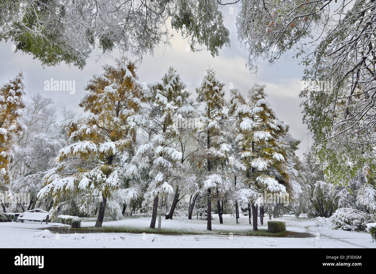 First snowfall in the city park Stock Photo - Alamy