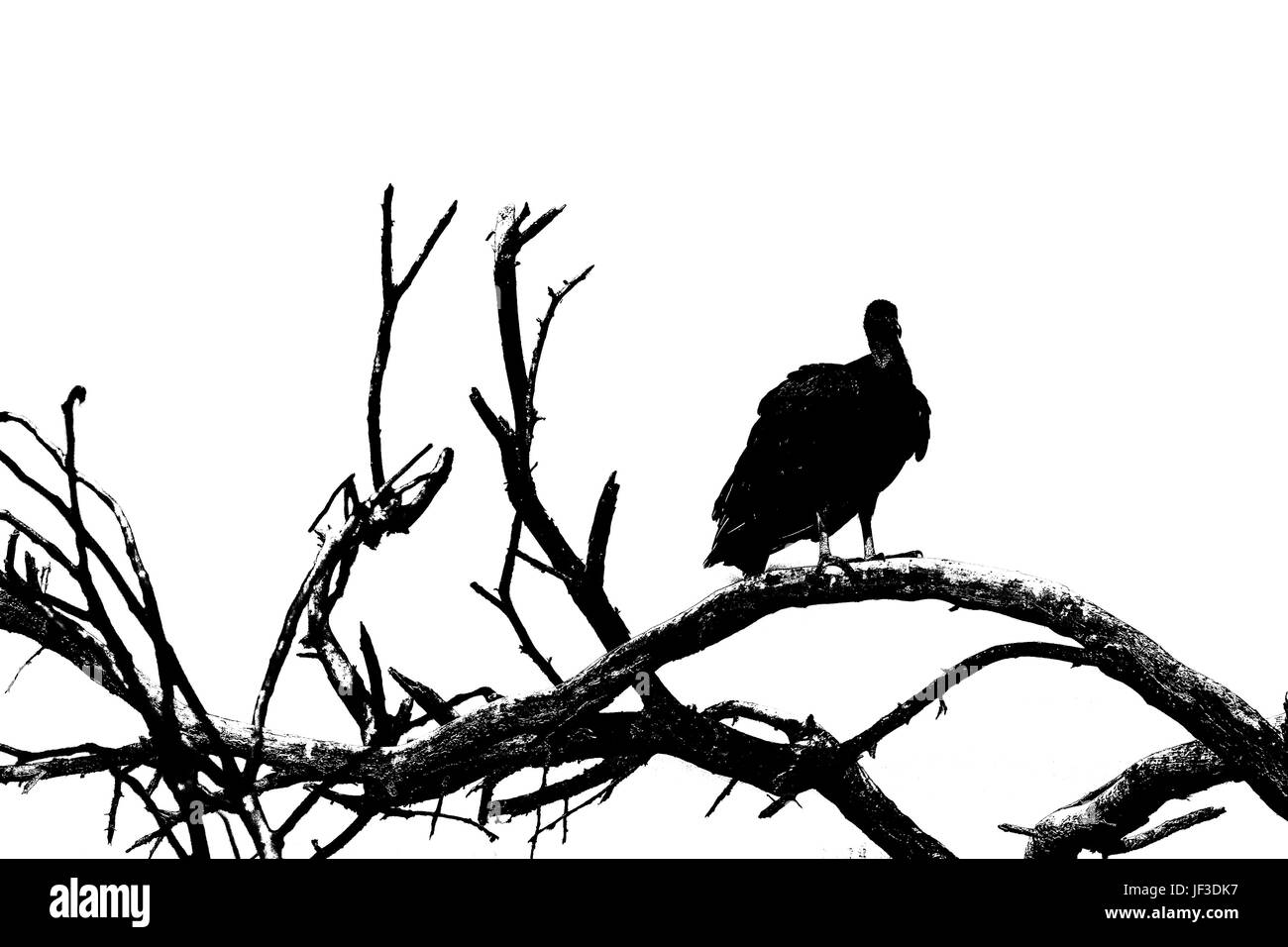Vulture at Top of Tree Stock Photo - Alamy