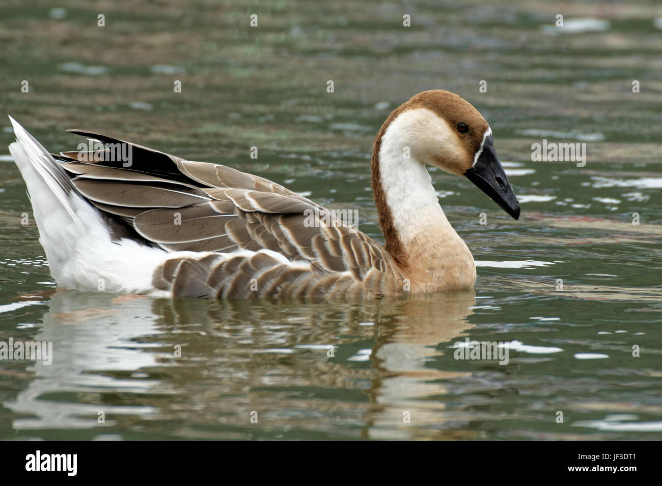 Swangeese hi-res stock photography and images - Alamy