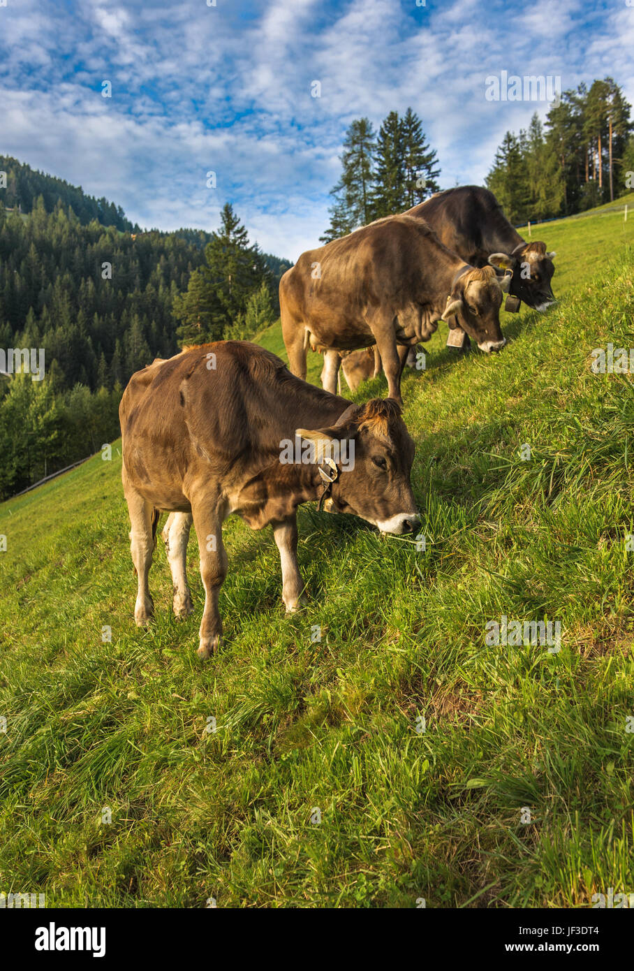 Brown cows in an Alpine meadow Stock Photo - Alamy