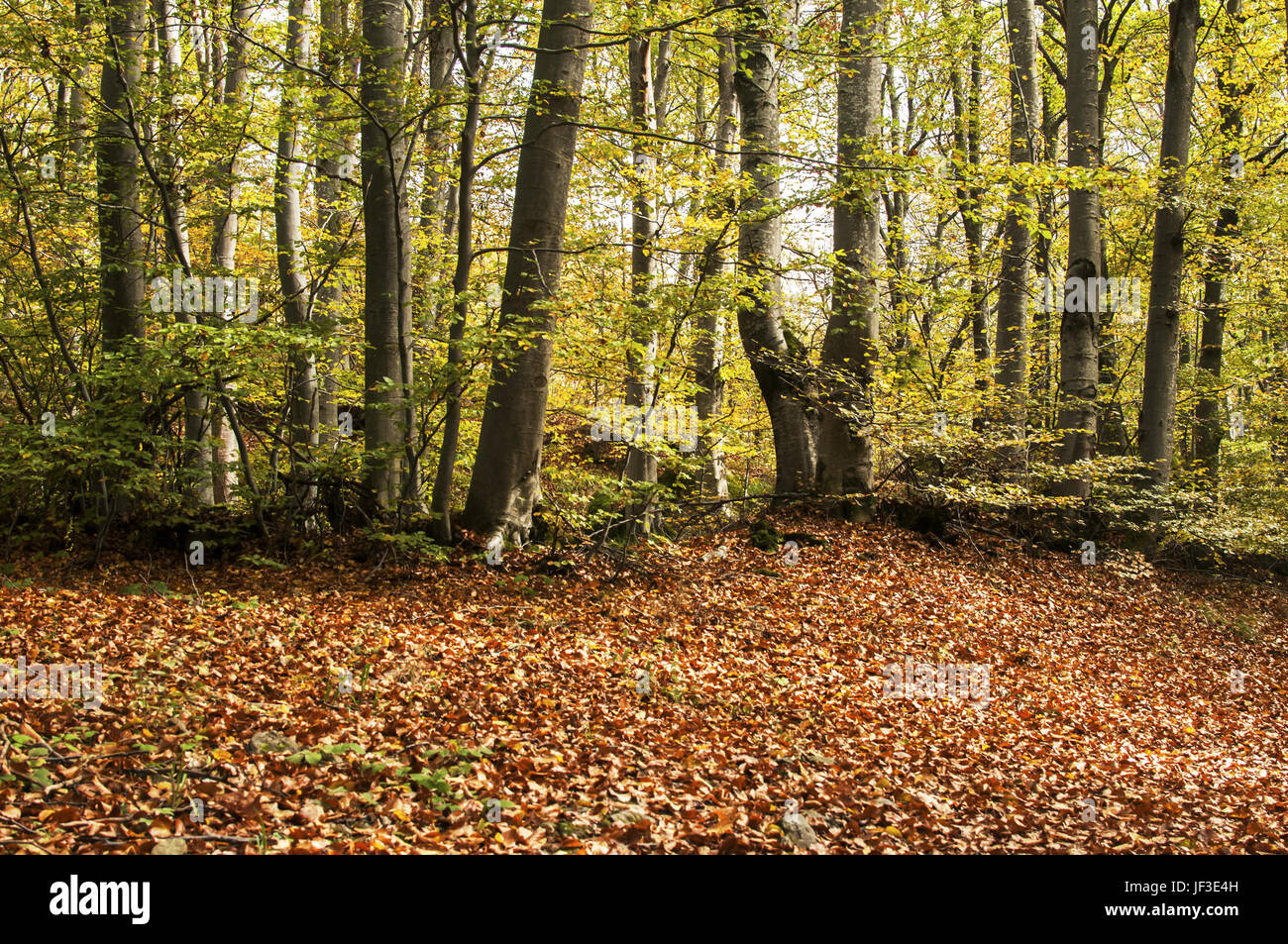Forest rest area for tourists Stock Photo - Alamy