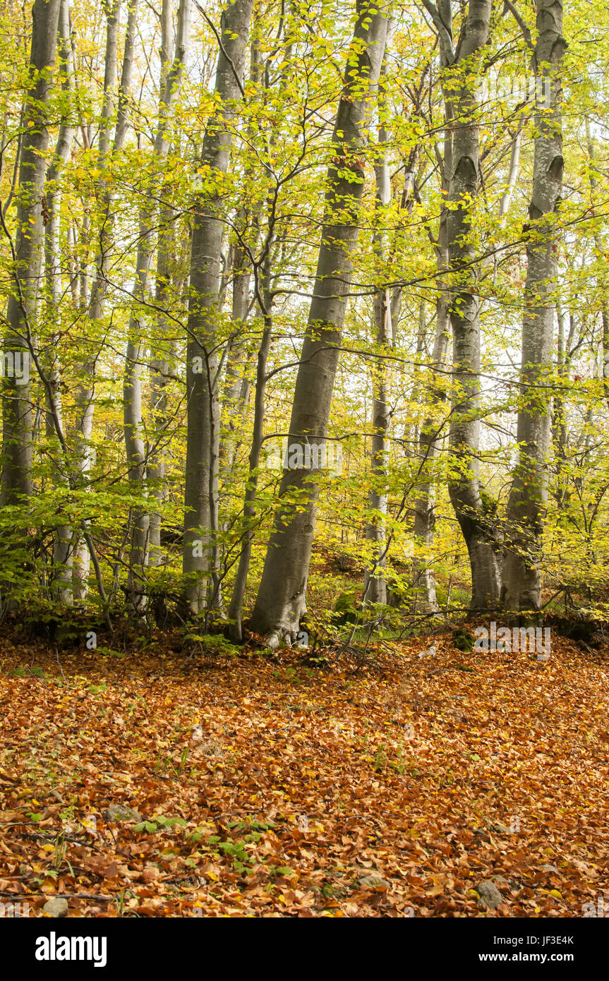 Forest rest area for tourists Stock Photo - Alamy