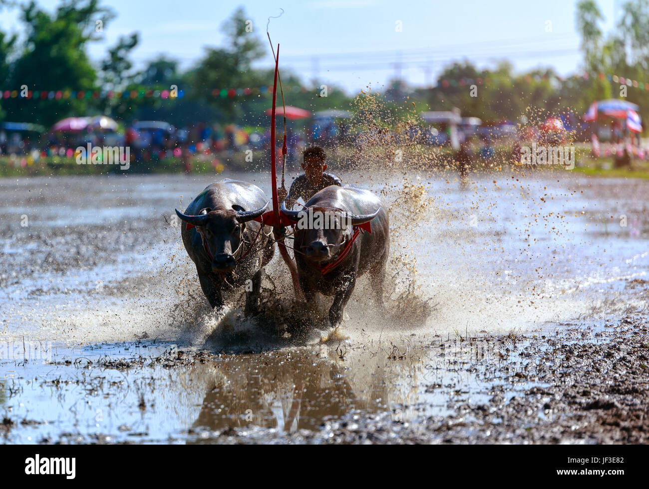 CHONBURI THAILAND - July 29 : Buffalo racing festival, which is held ...