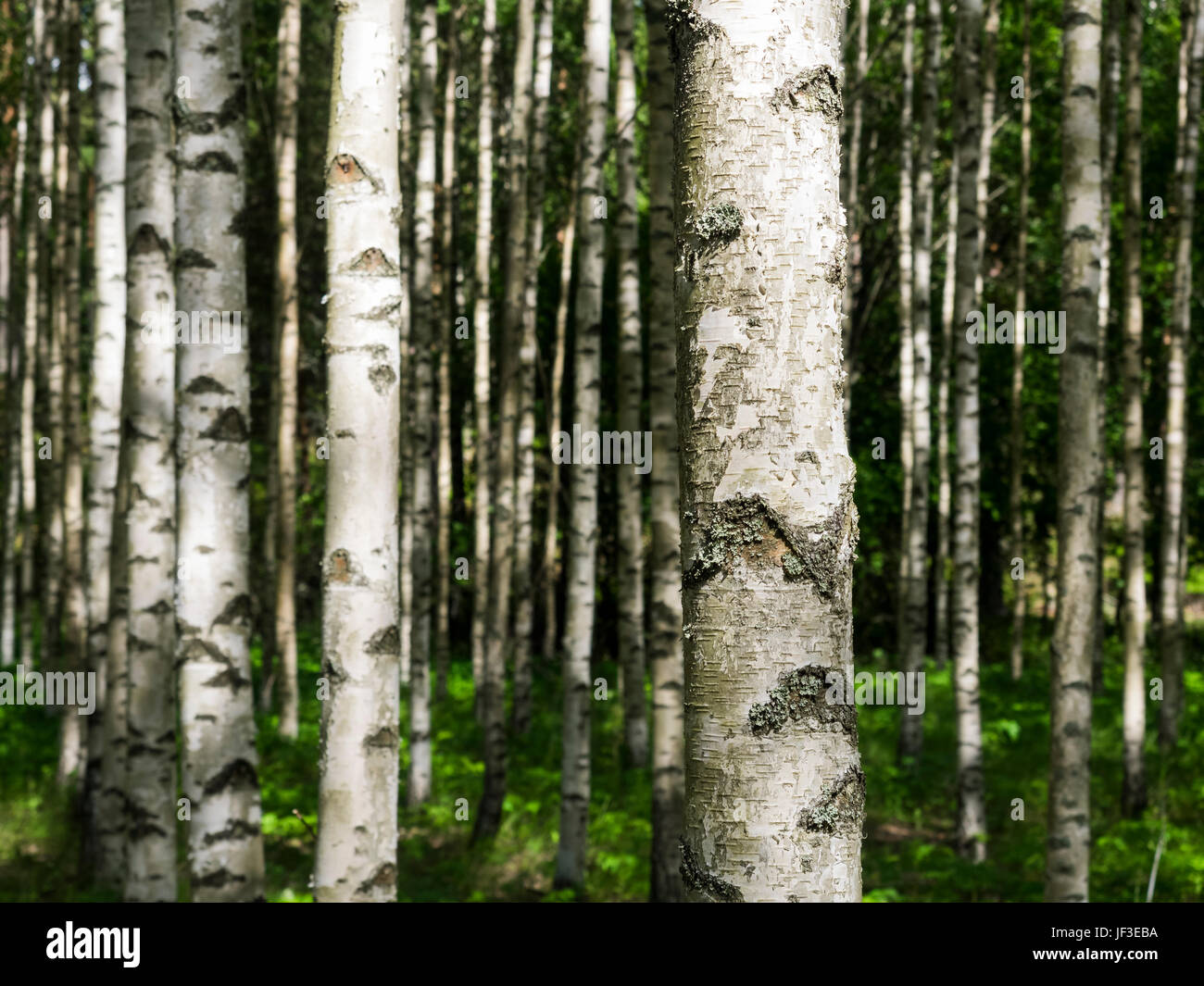 Birch deciduous hi-res stock photography and images - Alamy