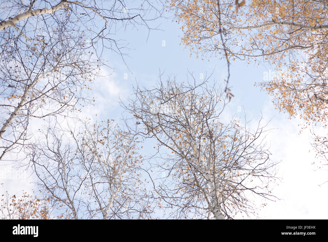 looking up in forest Stock Photo - Alamy