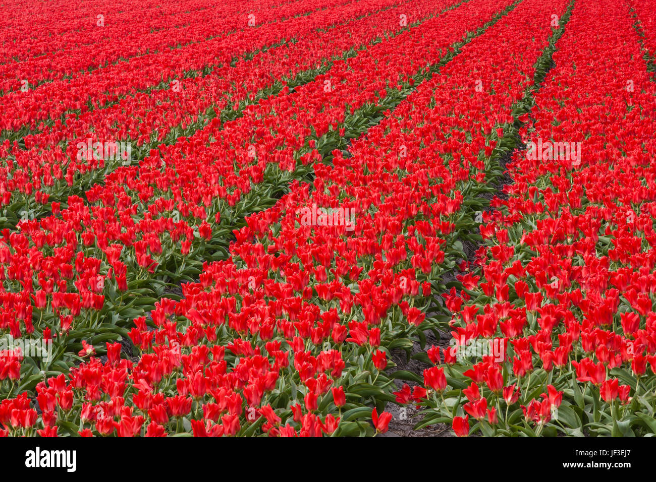 Tulip bulb production hi-res stock photography and images - Alamy