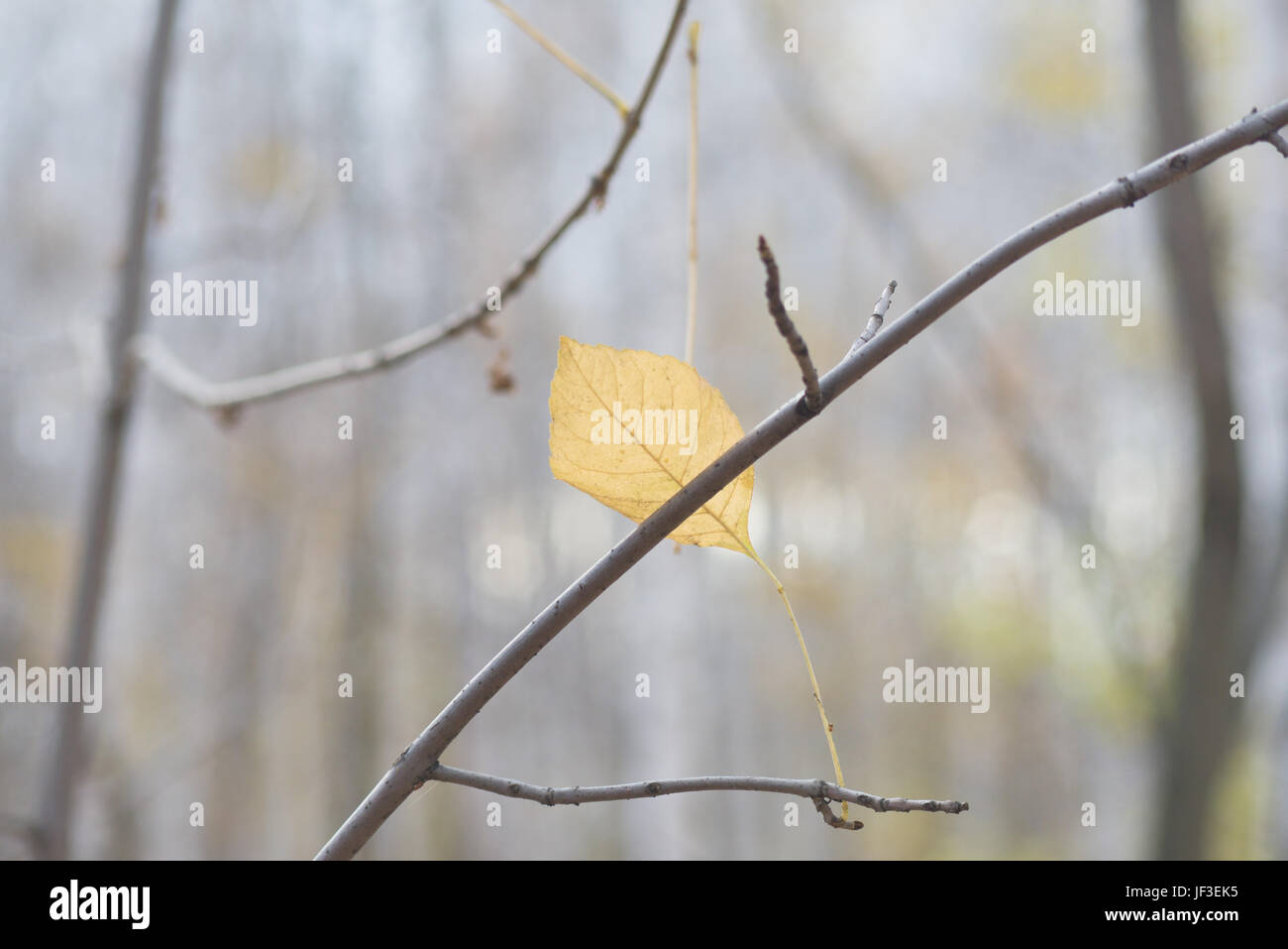 Golden dry leaf hi-res stock photography and images - Alamy