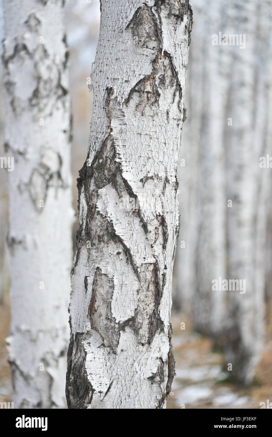 Aspen trees snow sweden hi-res stock photography and images - Alamy