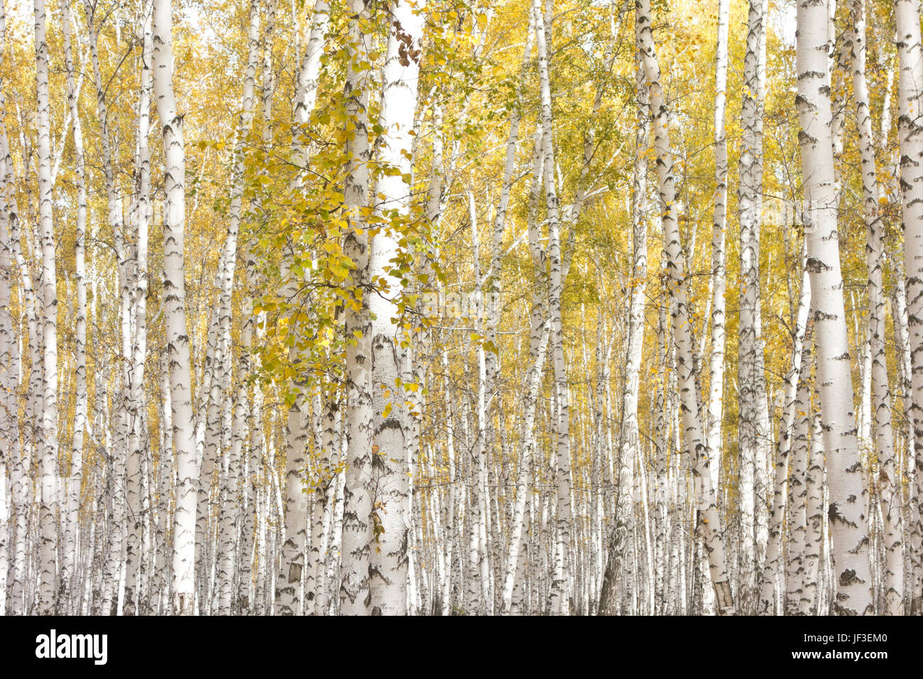 autumn birch forest Stock Photo - Alamy