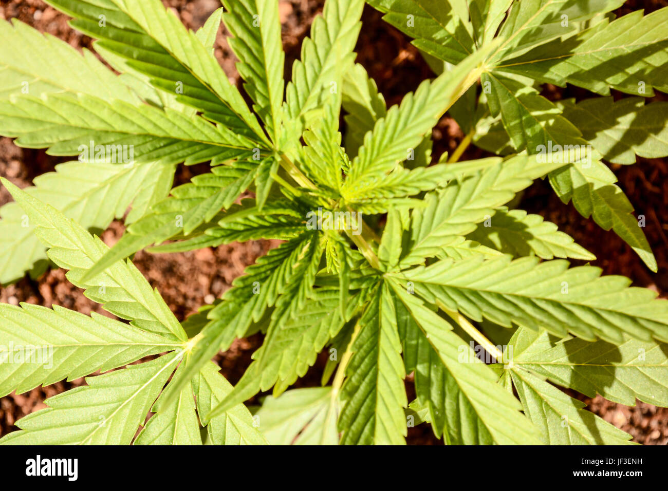 Marijuana texture hi-res stock photography and images - Alamy