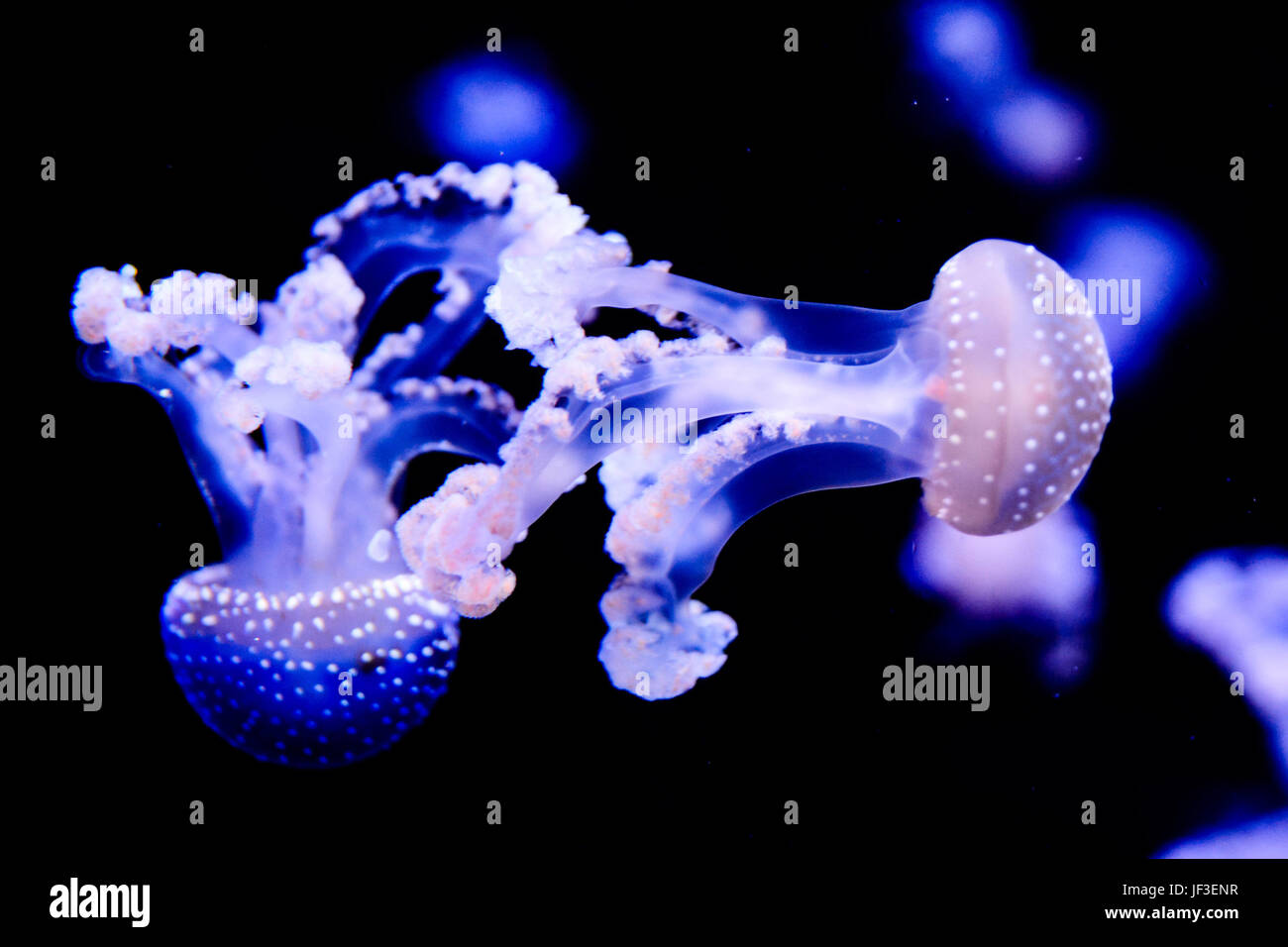 Poisonous jellyfish hi-res stock photography and images - Alamy