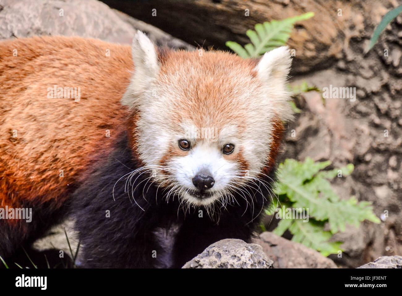 Red Panda Firefox Mammal Animal Stock Photo - Alamy