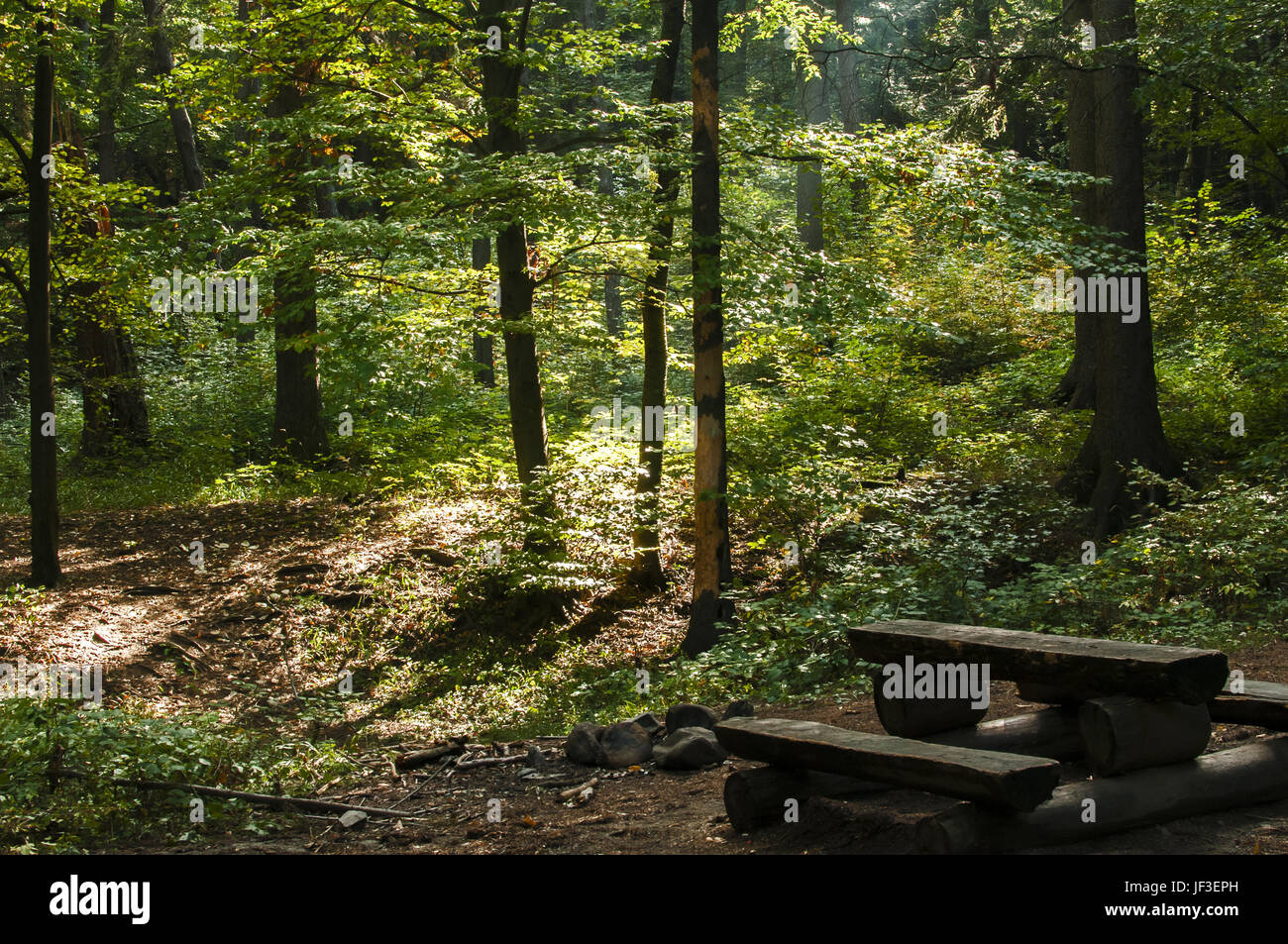 Forest rest area for tourists Stock Photo - Alamy