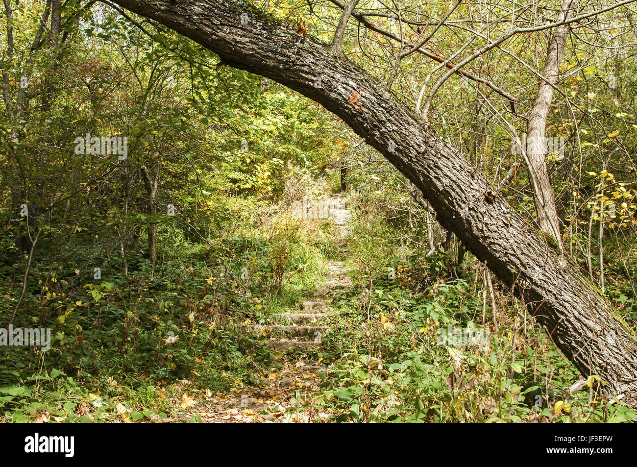 Path and tree in forest Stock Photo - Alamy