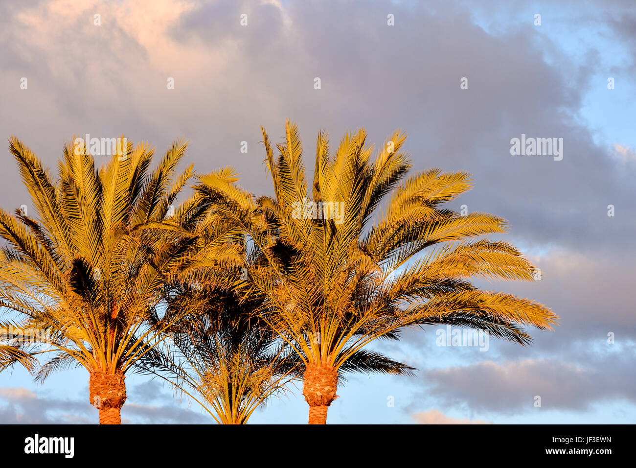 Green Palm Canarian Tree Stock Photo - Alamy