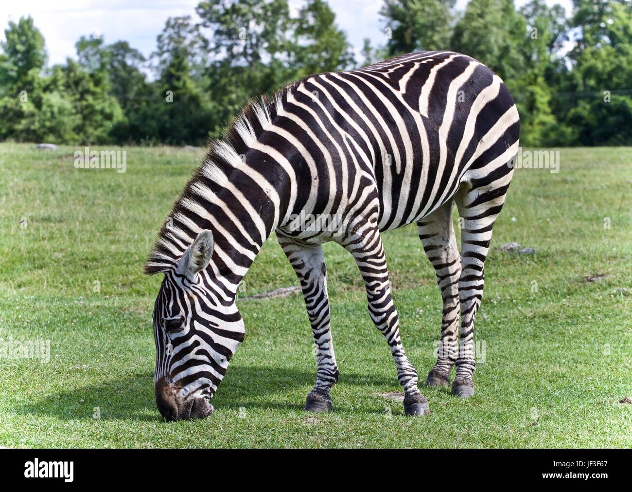 Hamilton ontario eating hi-res stock photography and images - Alamy