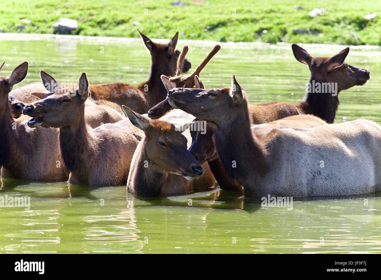 Swimming antelopes hi-res stock photography and images - Alamy