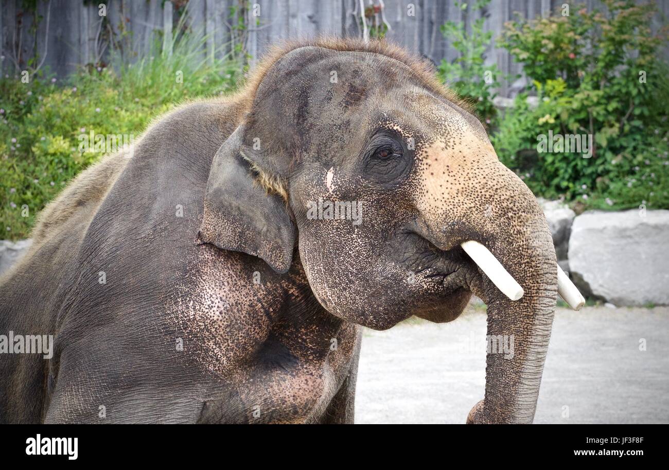 Isolated photo of an elephant looking at a mob Stock Photo - Alamy