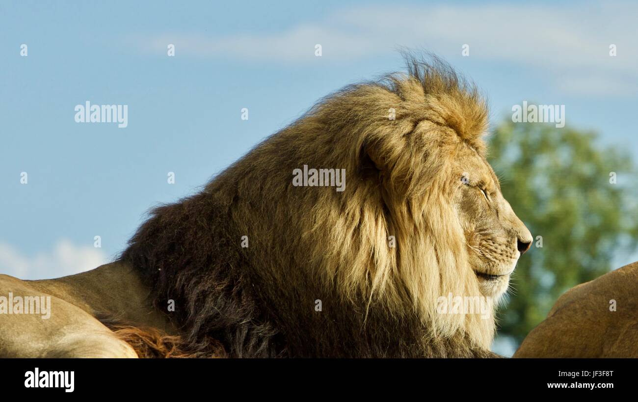 Isolated photo of a pair of lions laying together Stock Photo - Alamy
