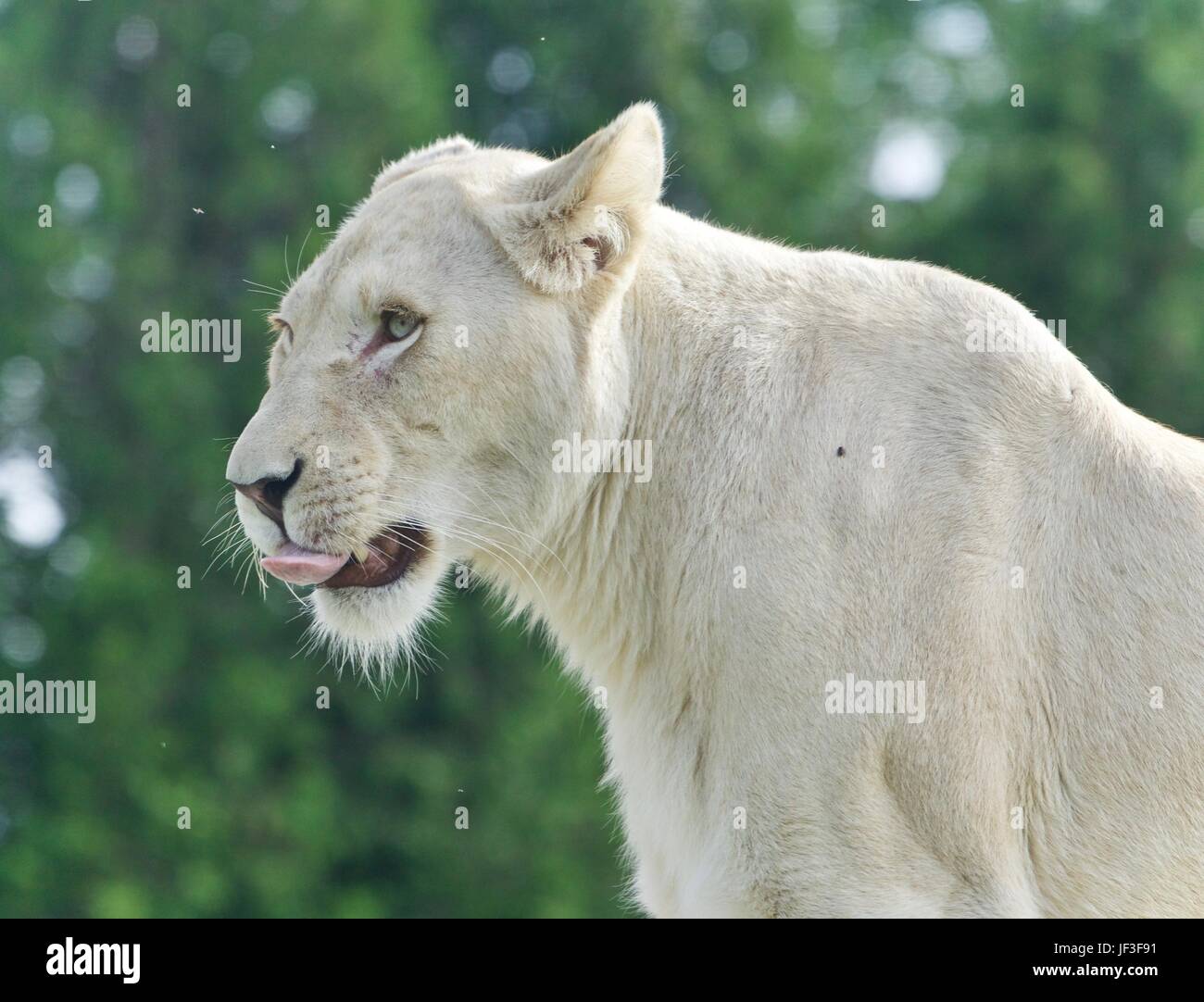 Picture with a scary white lion screaming Stock Photo - Alamy