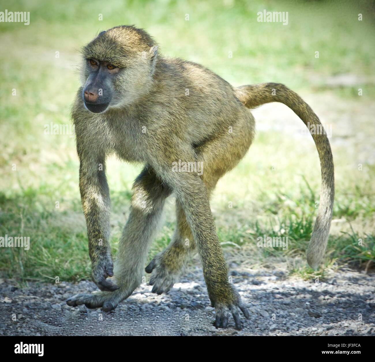 Baboon legs hi-res stock photography and images - Alamy