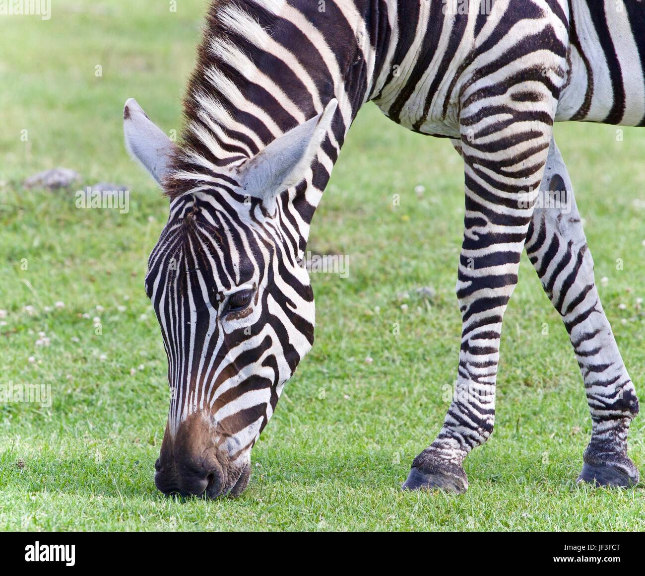 Photo of a zebra eating the grass on a field Stock Photo - Alamy