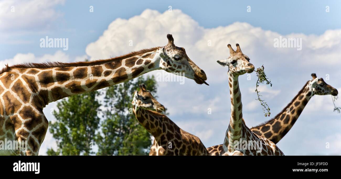 Beautiful image of few cute giraffes eating leaves Stock Photo - Alamy