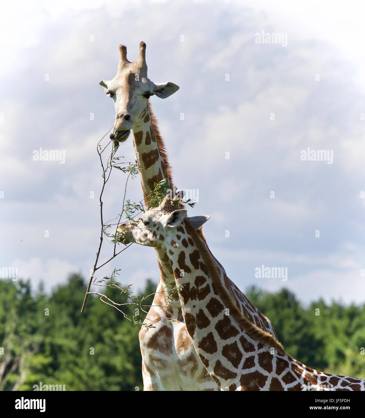 Picture with two cute giraffes eating leaves Stock Photo - Alamy