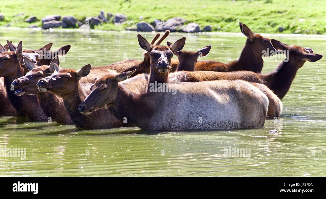 Image of a group of antelopes swimming together Stock Photo - Alamy