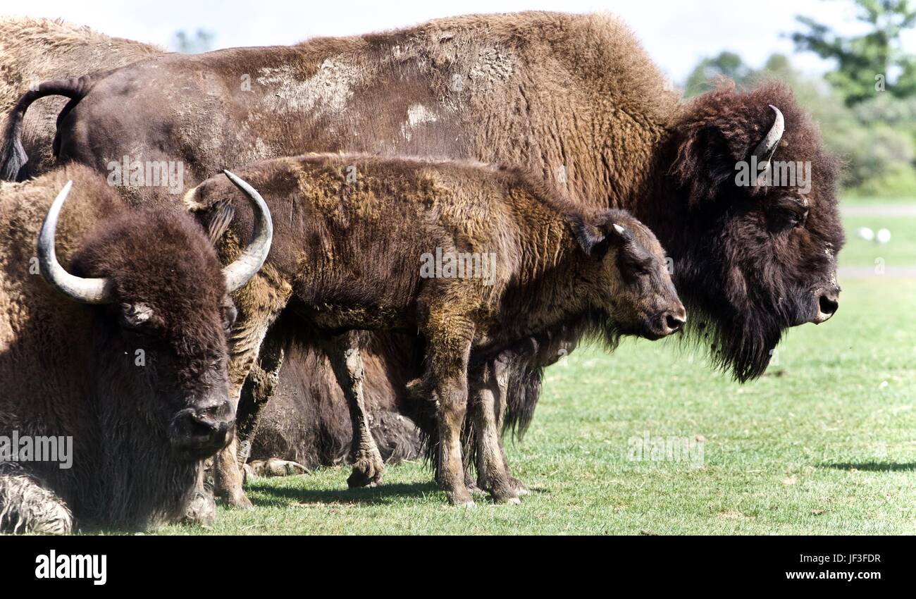 Isolated image of three bison standing together Stock Photo - Alamy