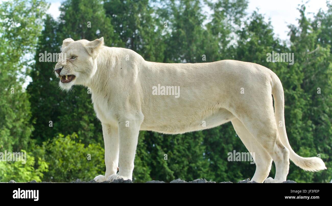 Photo of a scary white lion screaming in a field Stock Photo - Alamy