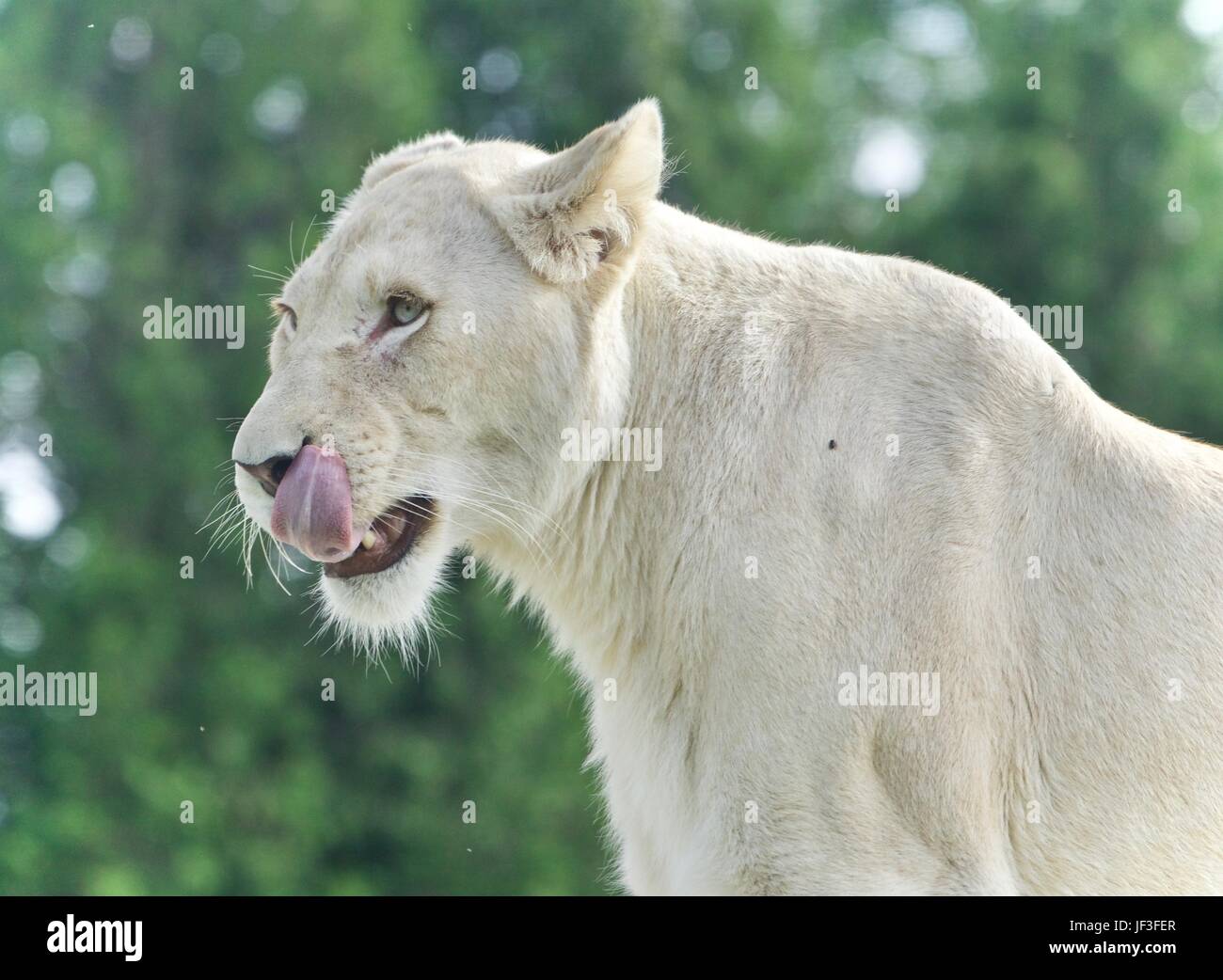 Isolated picture with a scary white lion screaming Stock Photo - Alamy
