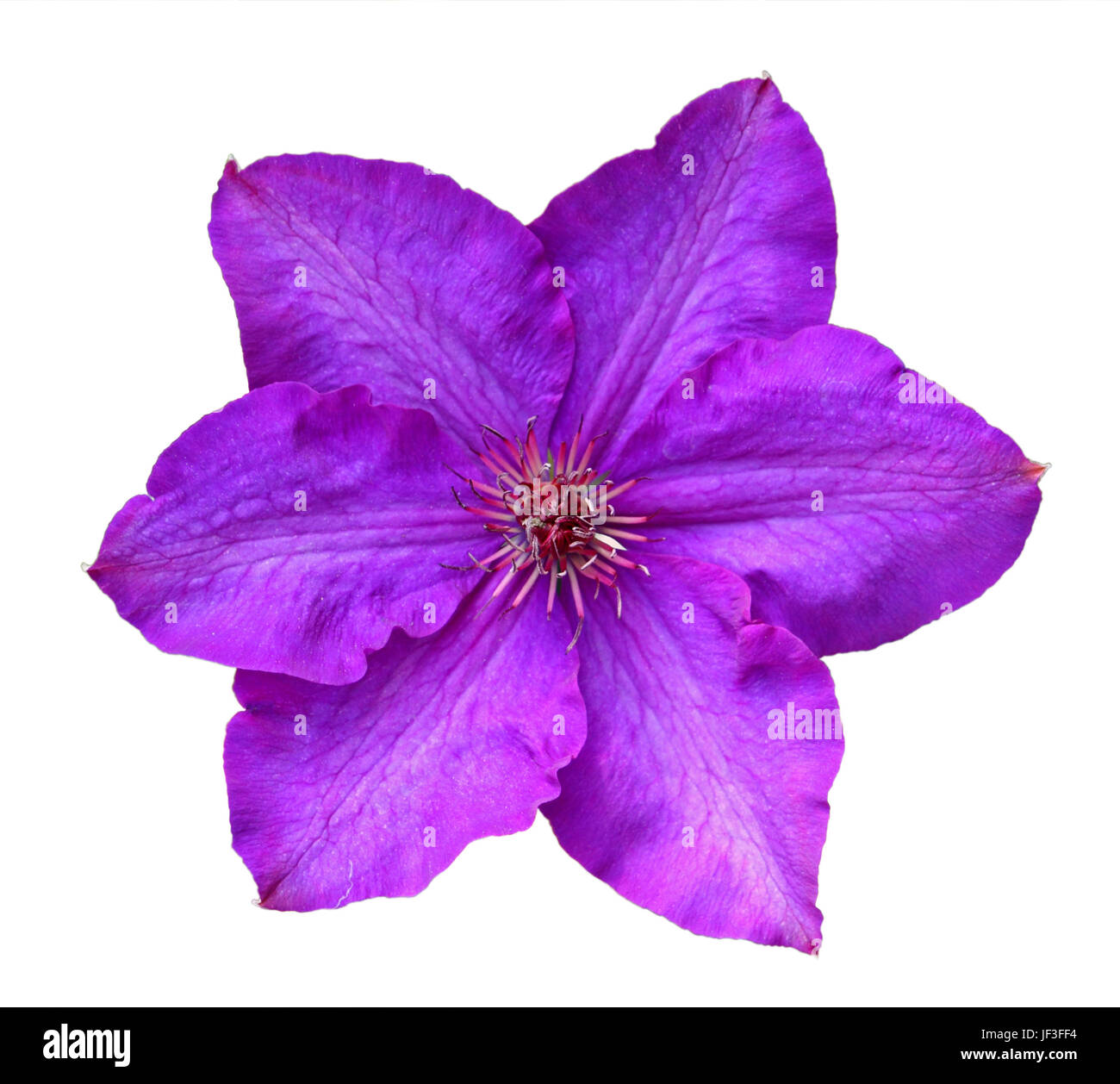 Flower of violet clematis, isolated on white, closeup Stock Photo - Alamy