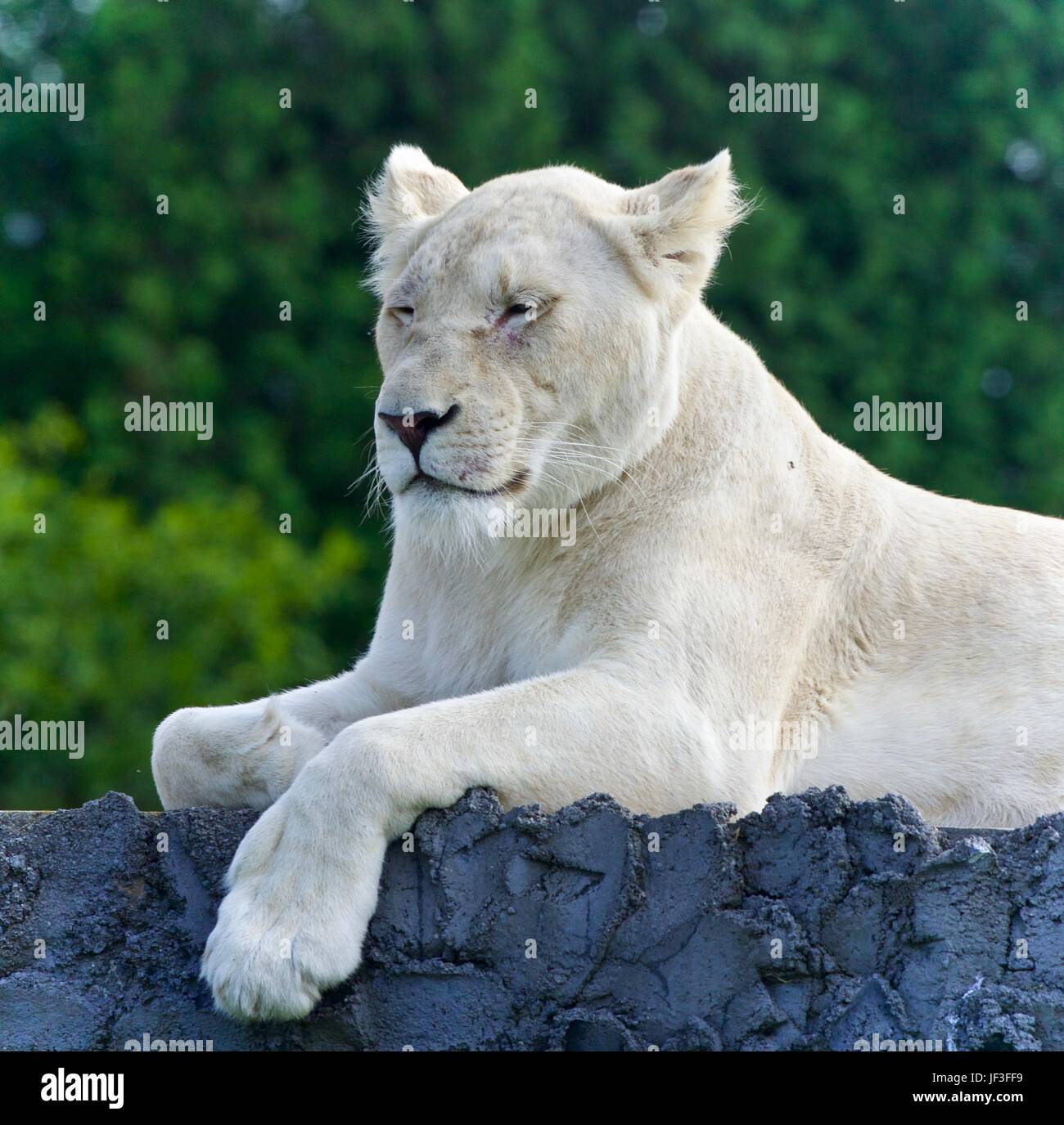 Funny White Lion