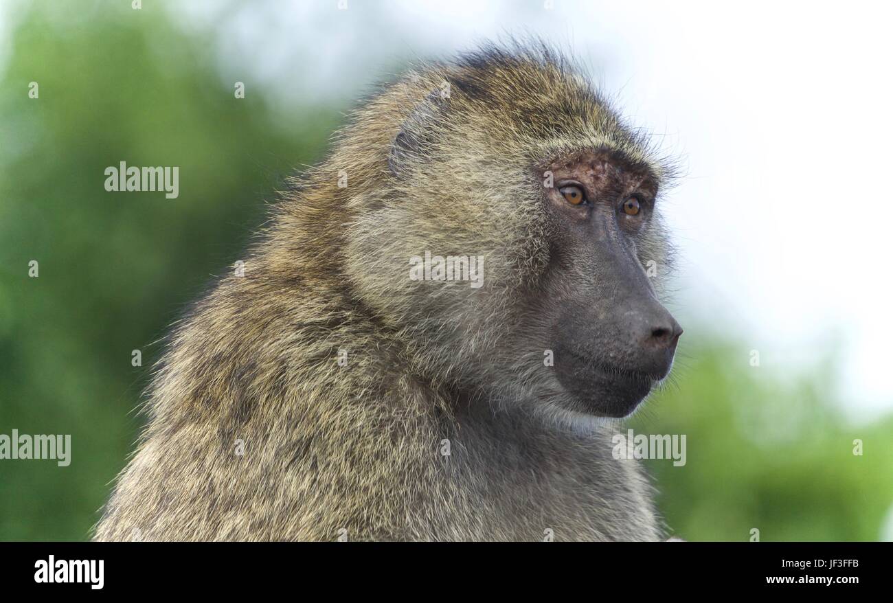 Baboon legs hi-res stock photography and images - Alamy