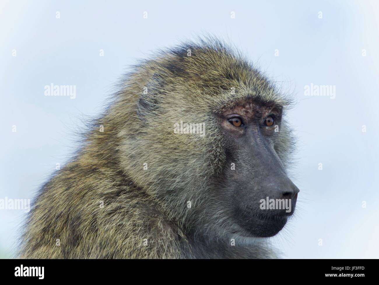 Funny baboon photo hi-res stock photography and images - Alamy
