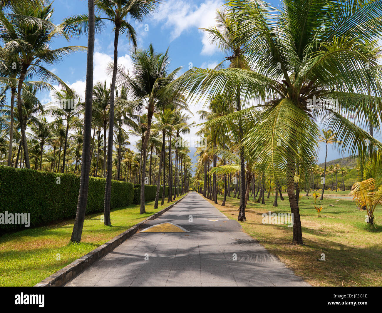 Classic Image of Mustique Road lined with Palm Trees, creating a ...