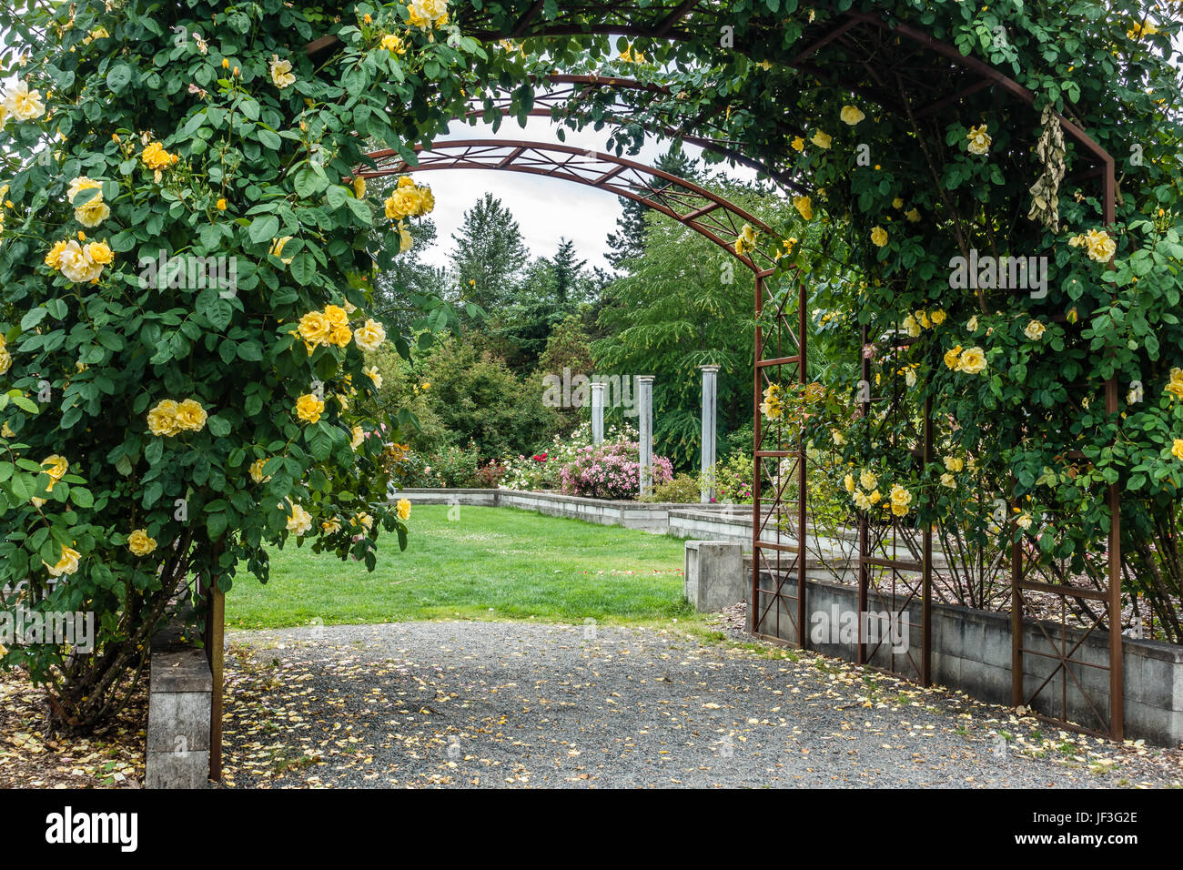 Yellow roses grow on an arbor in Seatac, Washington Stock Photo - Alamy