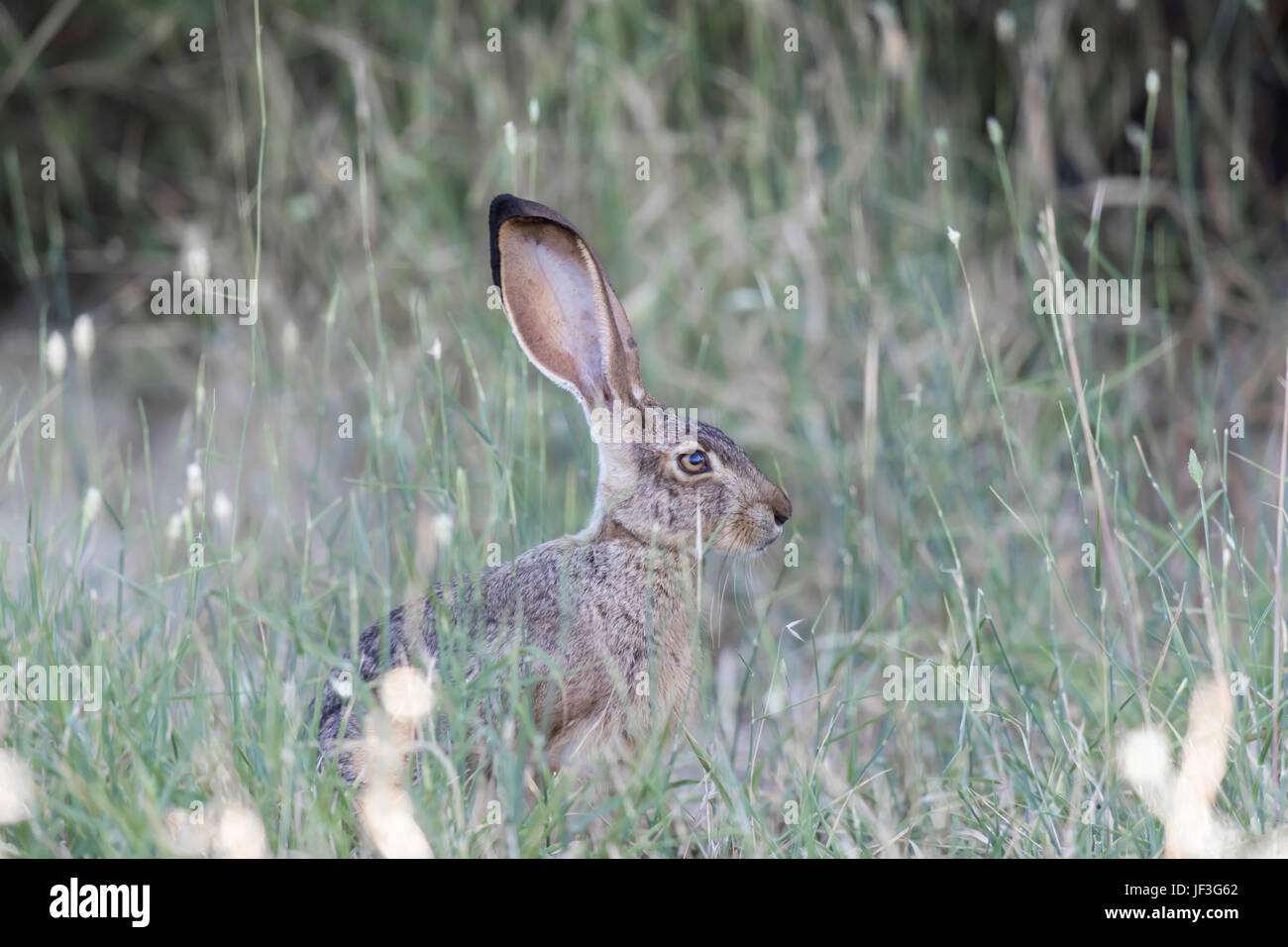 Alert Black-tailed Jackrabbit (Lepus californicus) Camouflaged Stock ...
