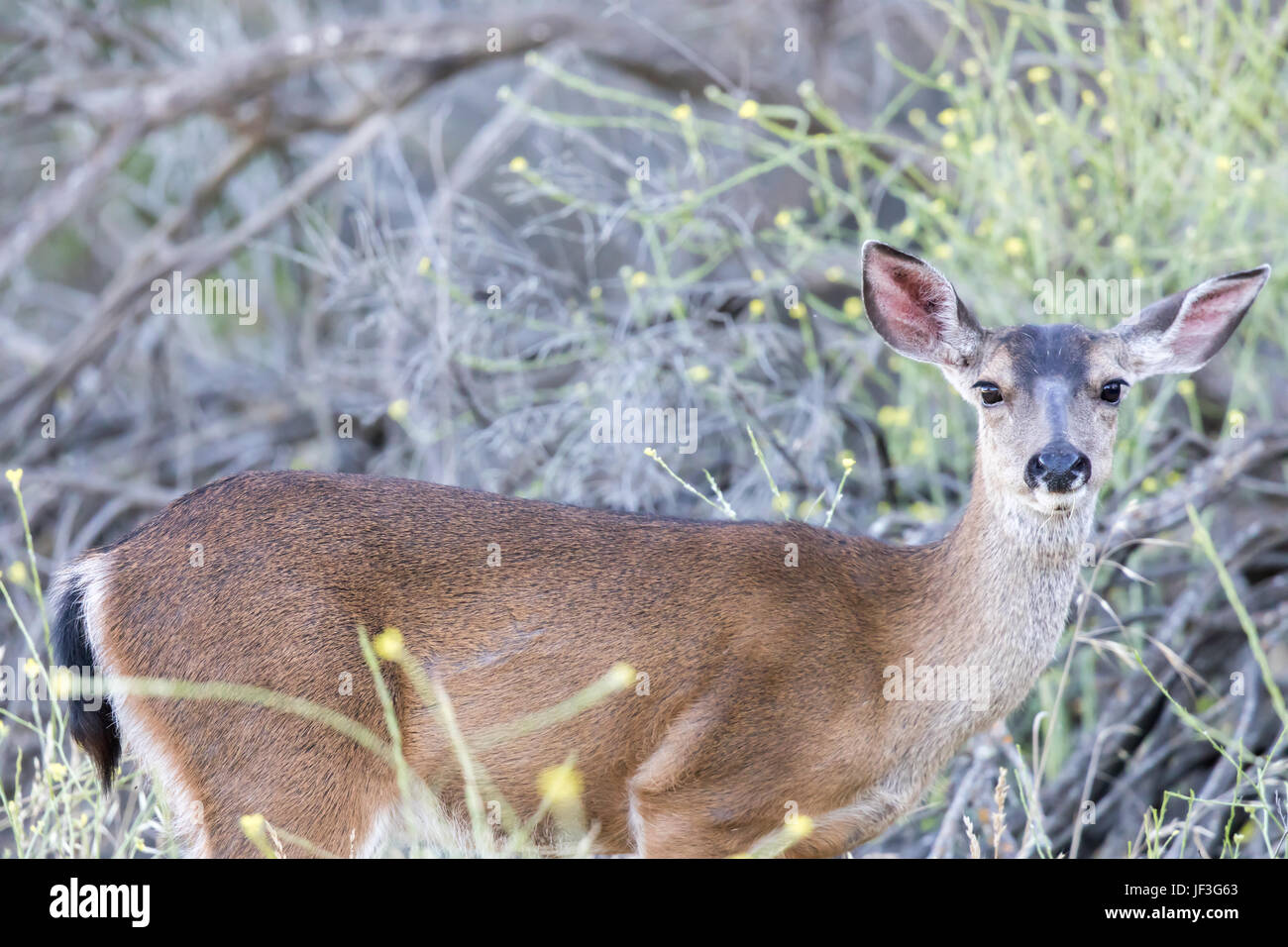 Mule deer black tailed deer odocoileus hi-res stock photography and ...