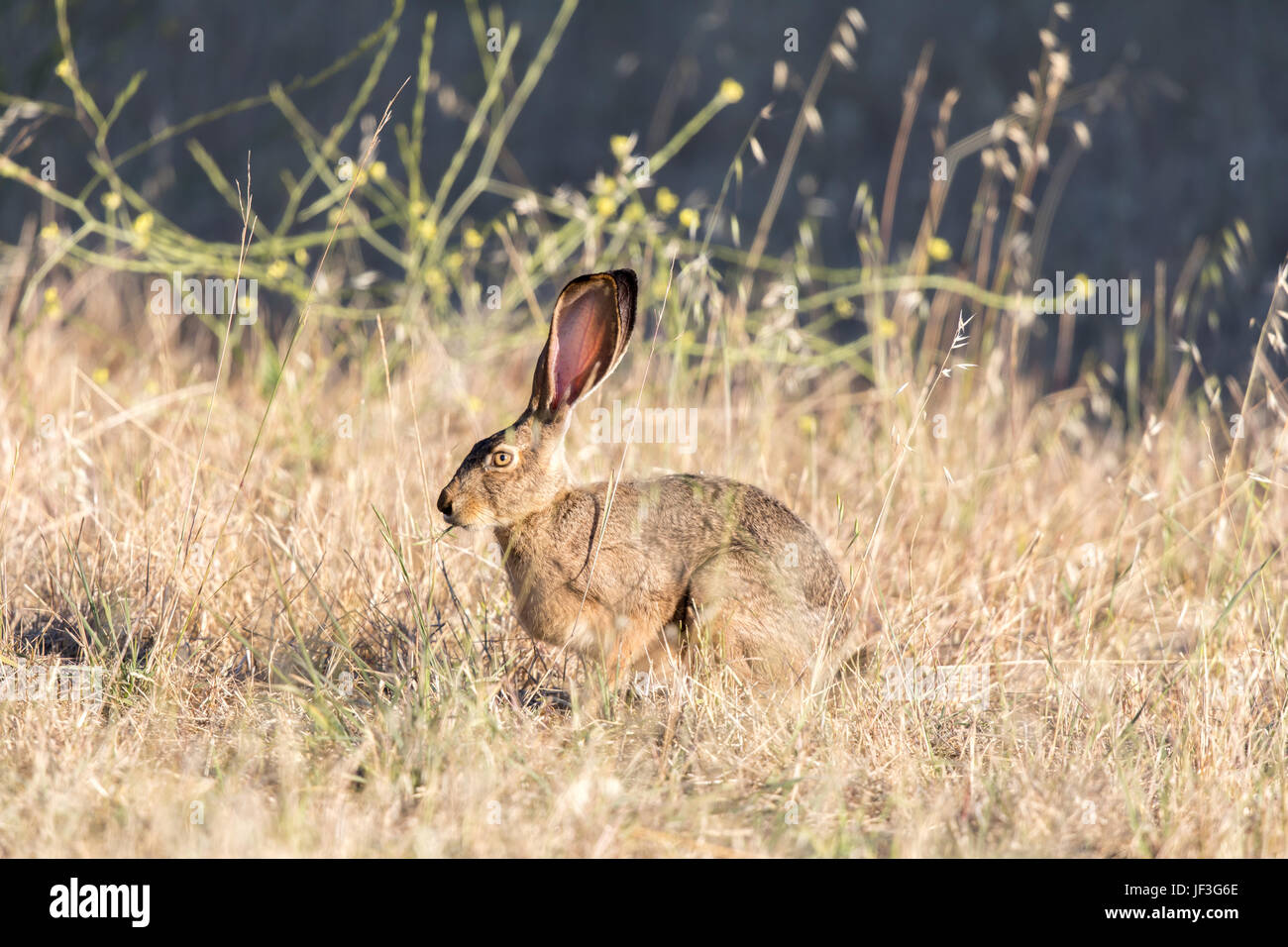 Black tailed jackrabbit hi-res stock photography and images - Alamy