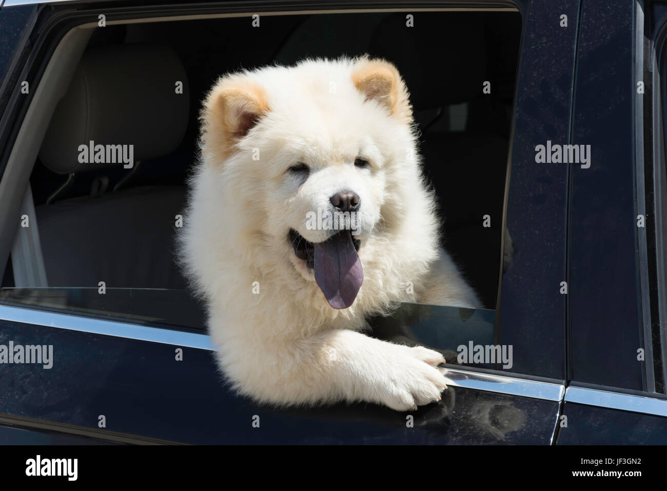 Samoyed dog looking out of car window, Pristina (Prishtina), Republic ...