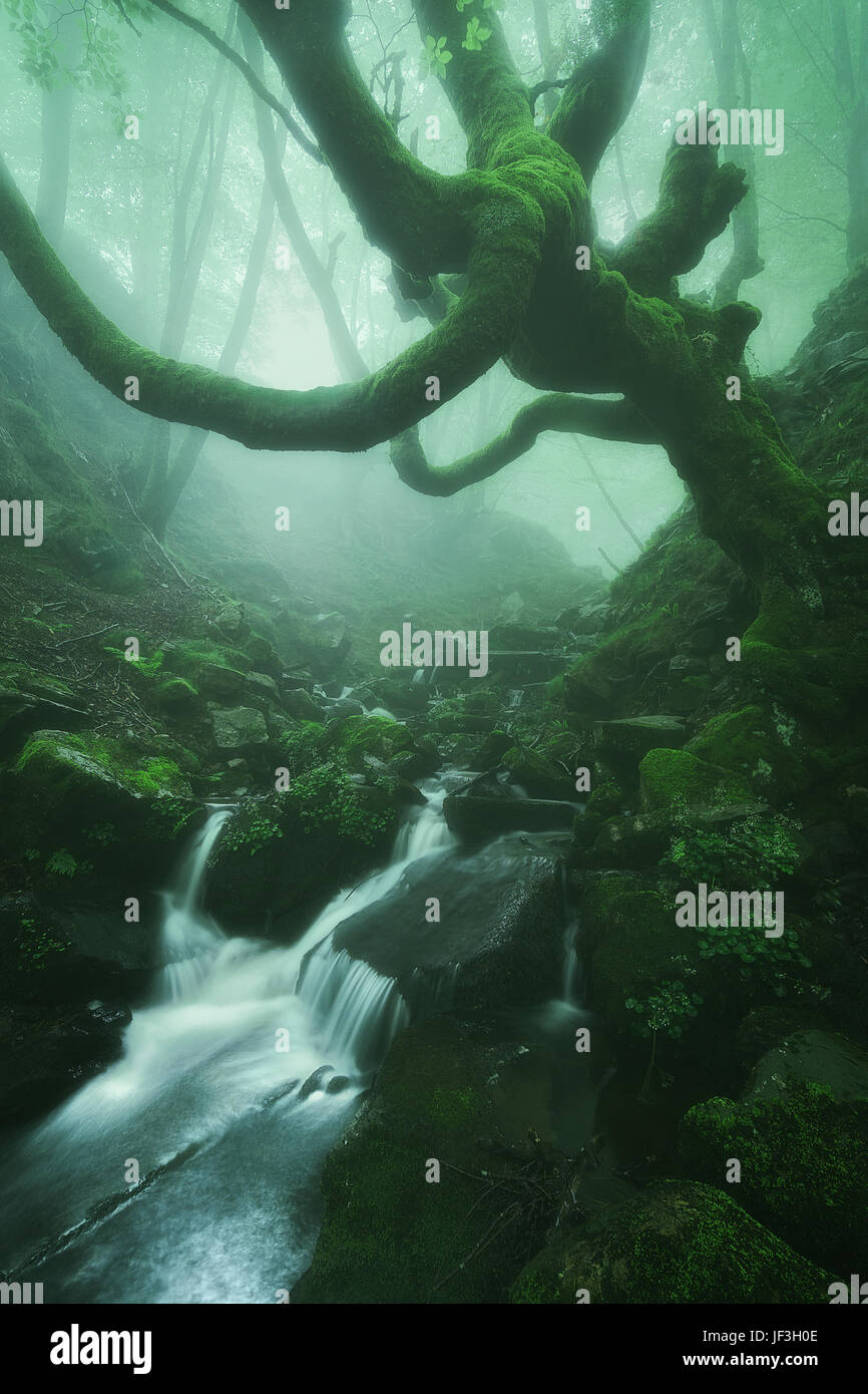 scary forest with a creepy tree and a stream Stock Photo - Alamy