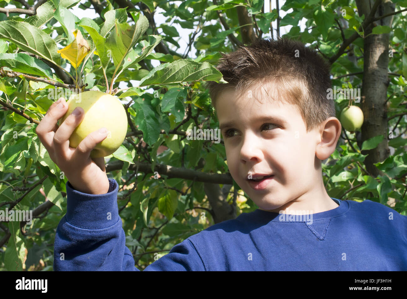 Pick apple off tree hi-res stock photography and images - Alamy