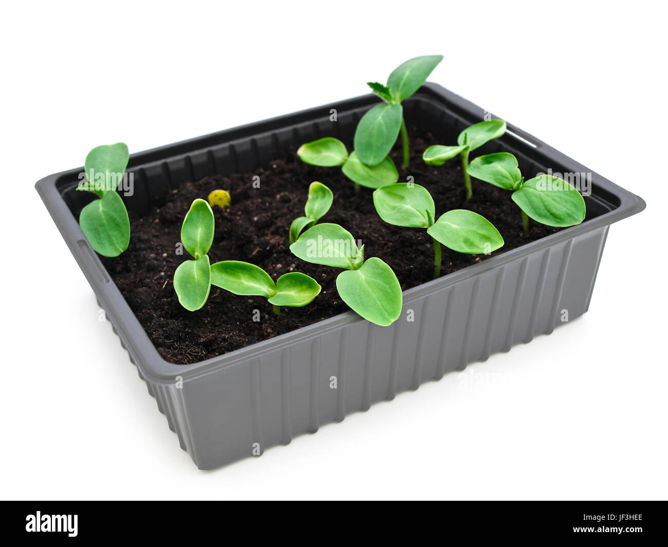 Spring green leaf in Cut Out Stock Images & Pictures - Alamy