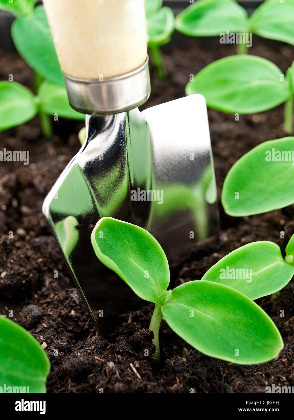 Green sprouts hi-res stock photography and images - Alamy